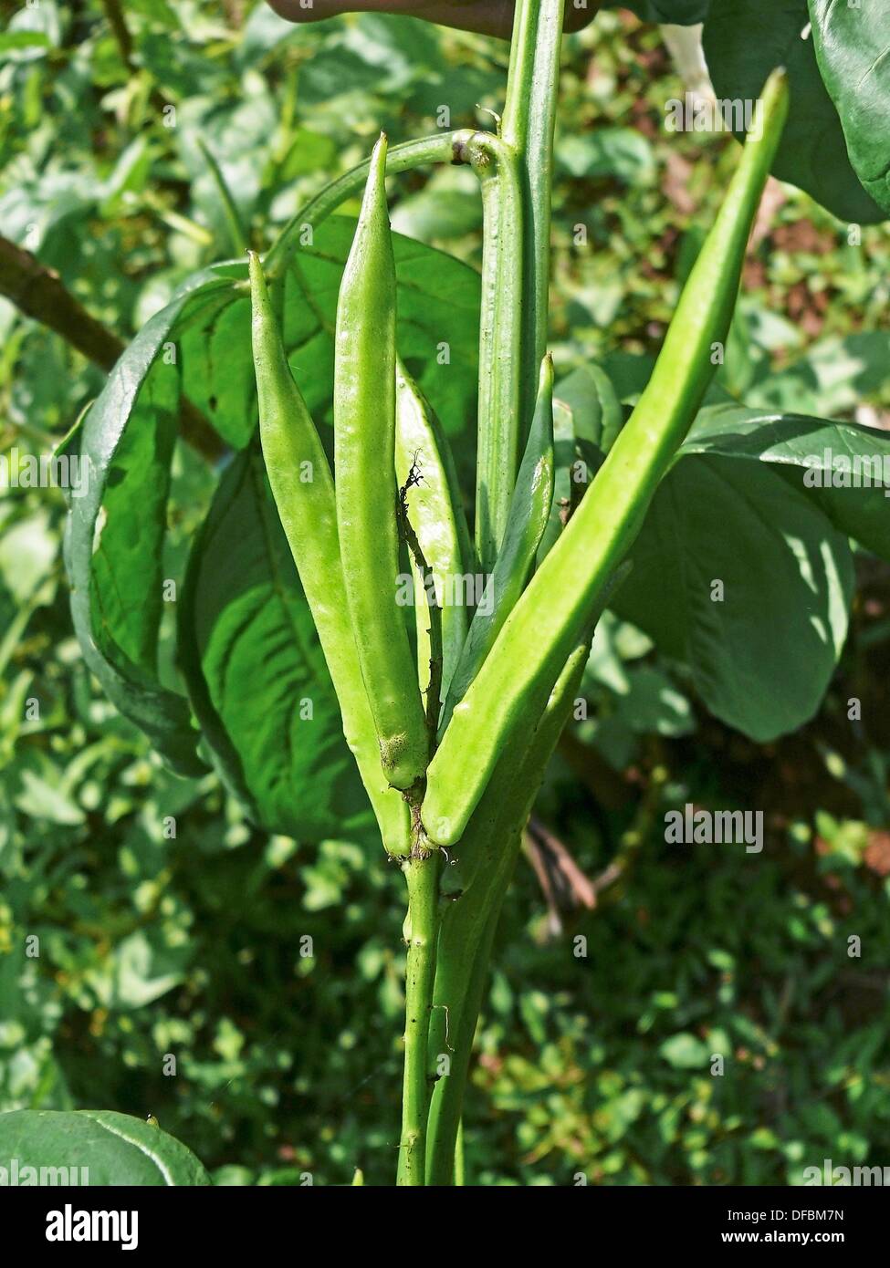 Tetragonoloba hi-res stock photography and images - Alamy