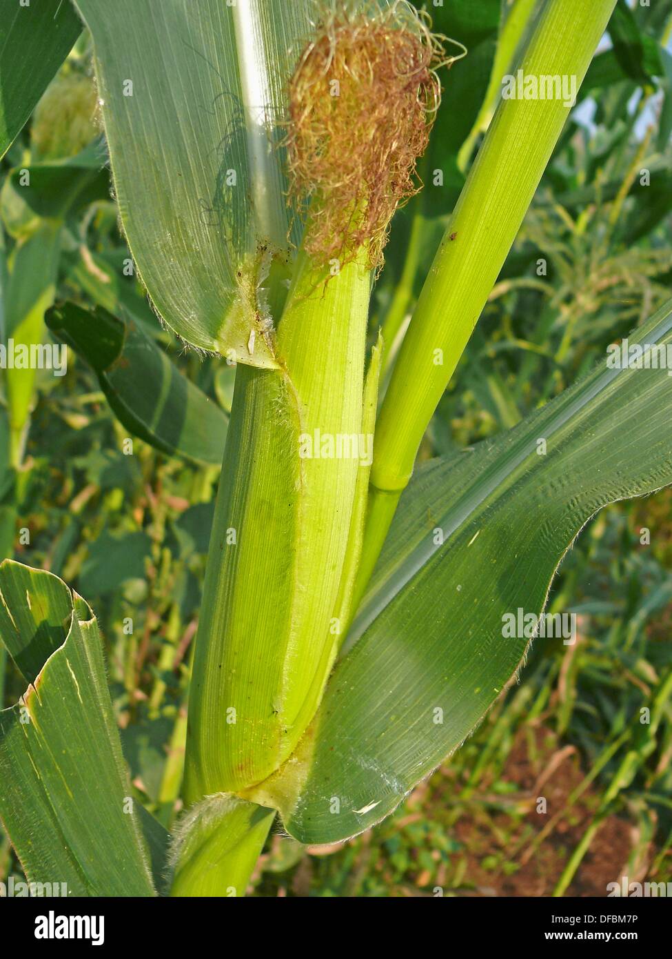 Genus zea hi-res stock photography and images - Alamy