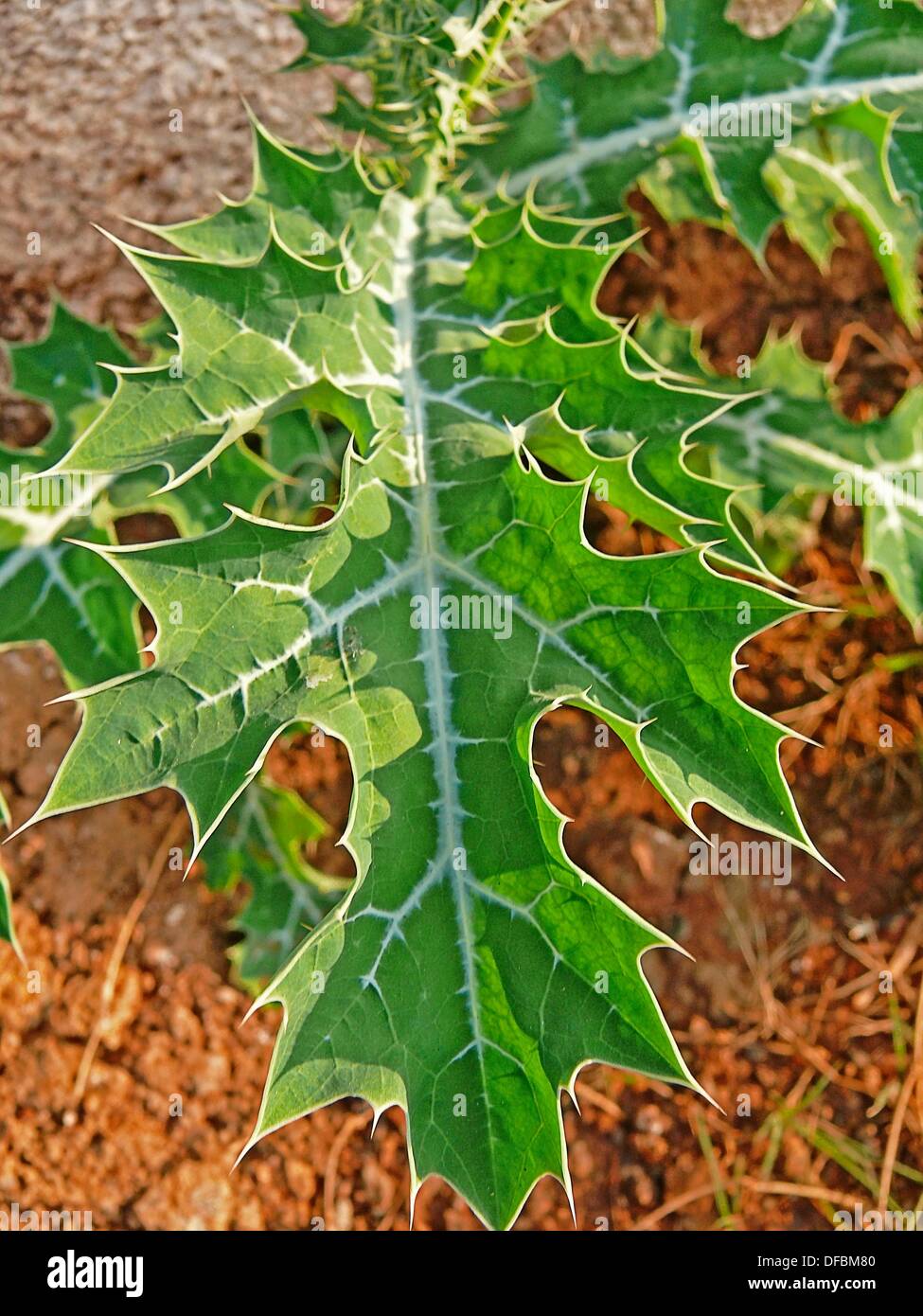 Alkaloid compound hi-res stock photography and images - Alamy