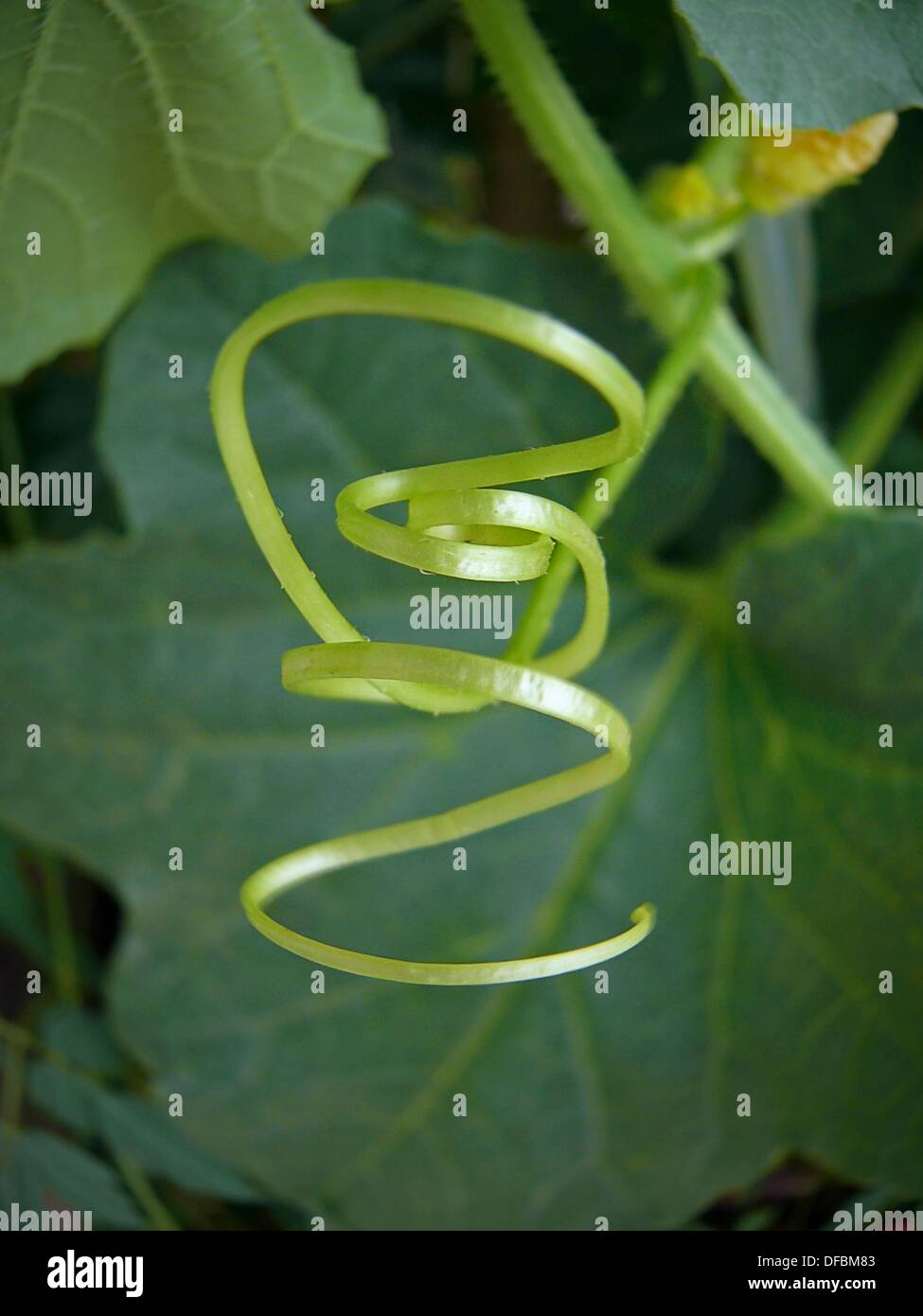 Cucurbitaceae Tendril