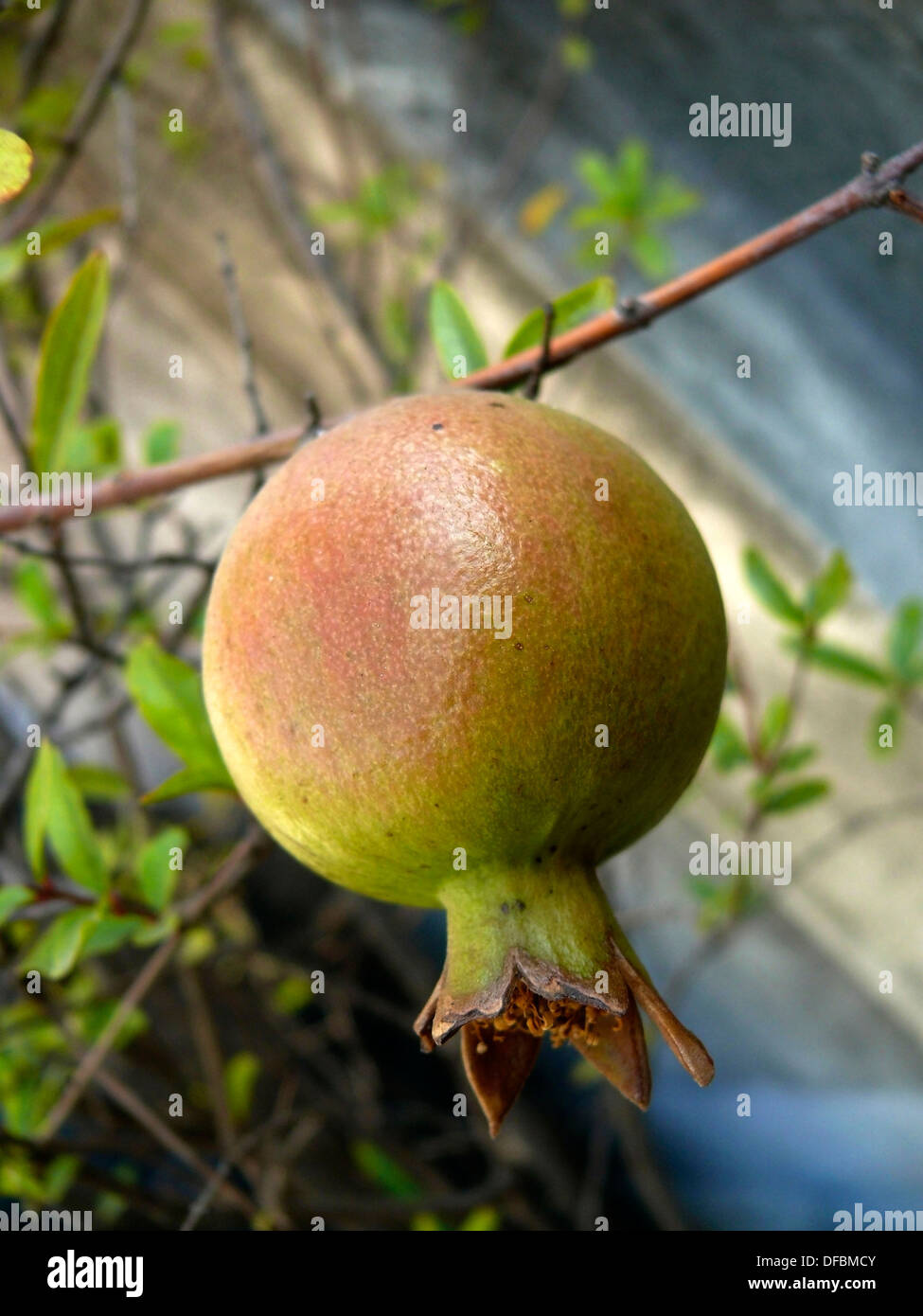 Pomegranate, Punica granatum L Punicaceae on plant Stock Photo - Alamy