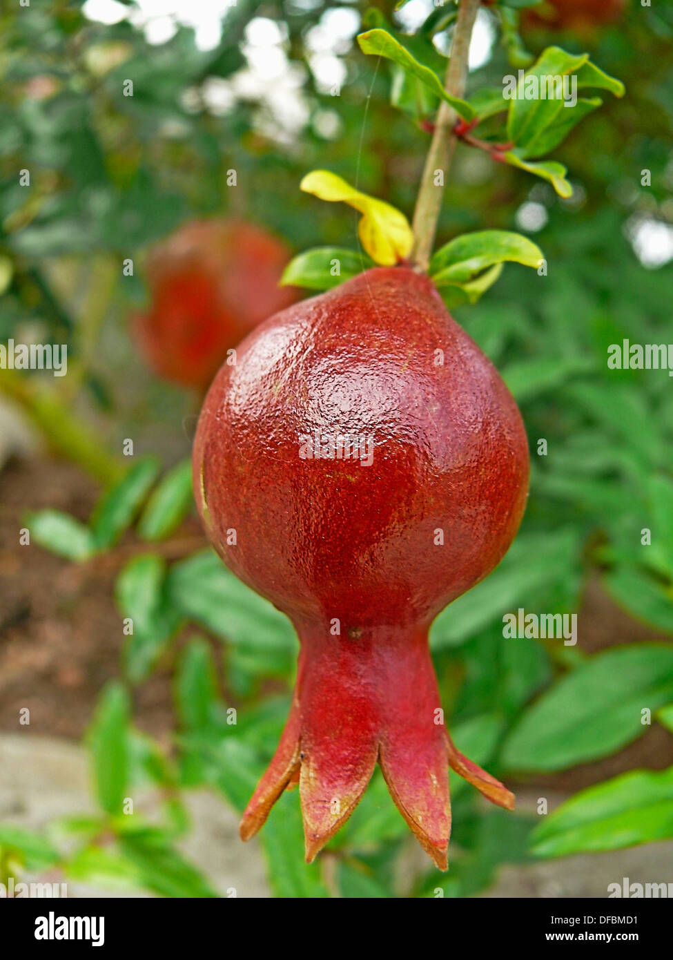 Punica granatum l punicaceae hi-res stock photography and images - Alamy