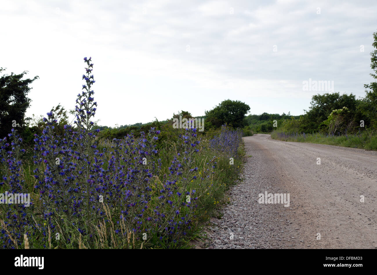 Blue roadside flower hi-res stock photography and images - Alamy