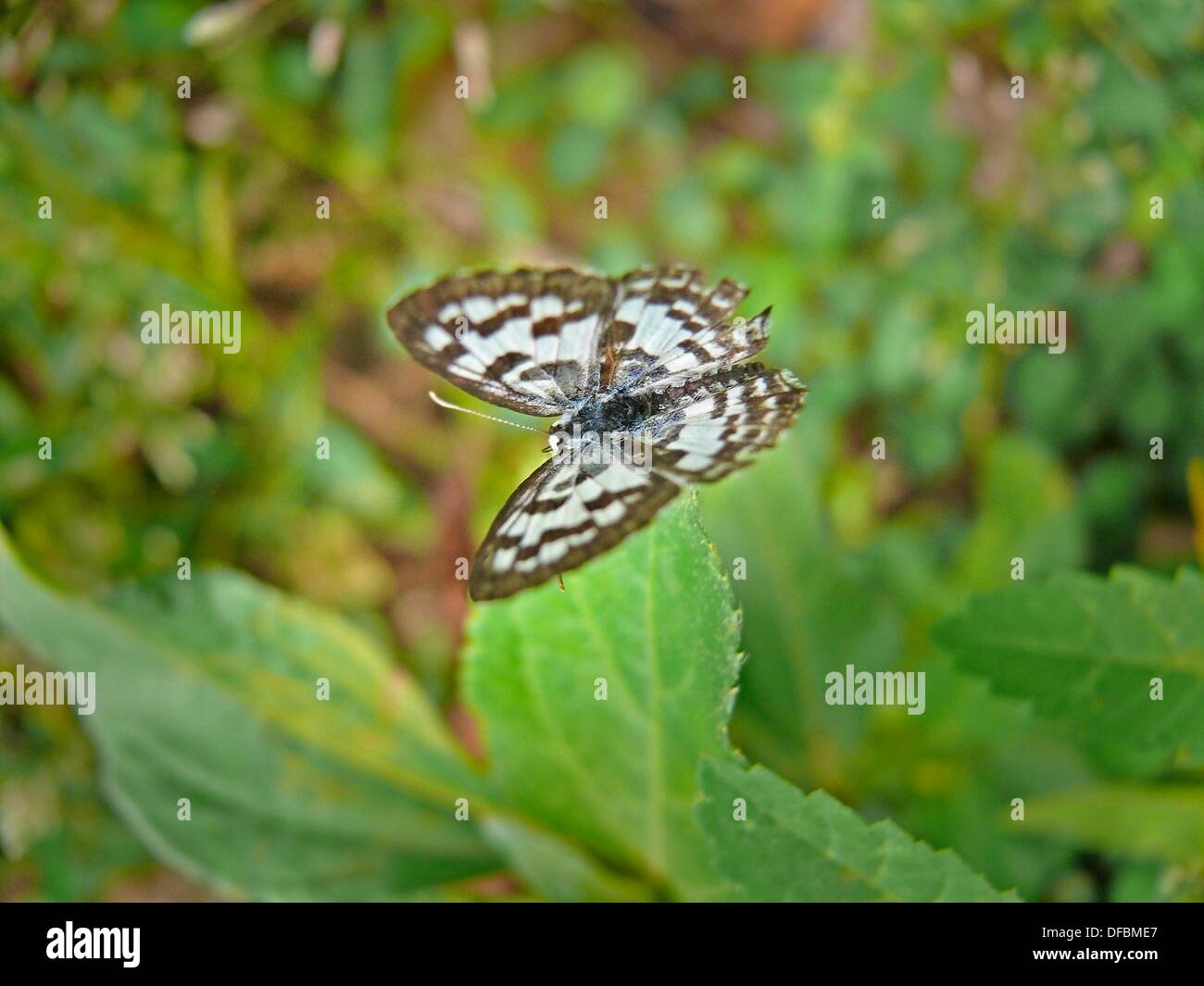Checkered white butterfly hi-res stock photography and images - Alamy