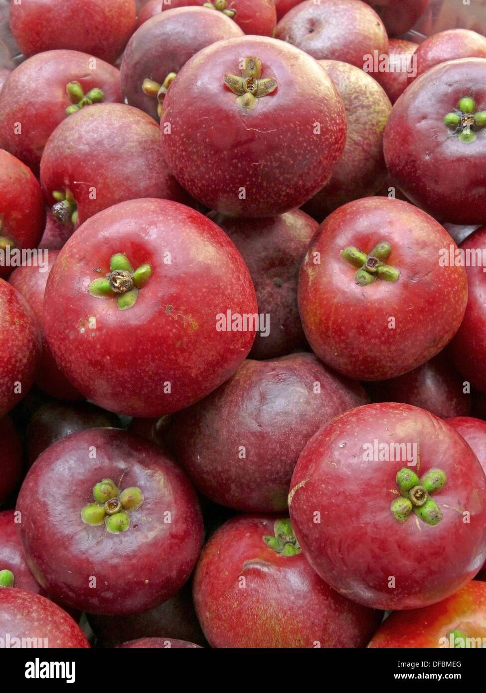 Kokam tree hi-res stock photography and images - Alamy