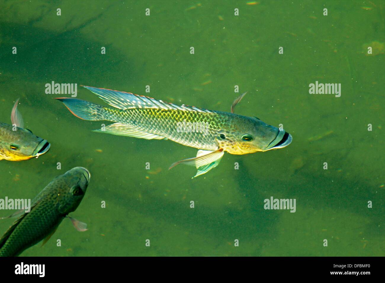 Mozambique Bream High Resolution Stock Photography and Images - Alamy