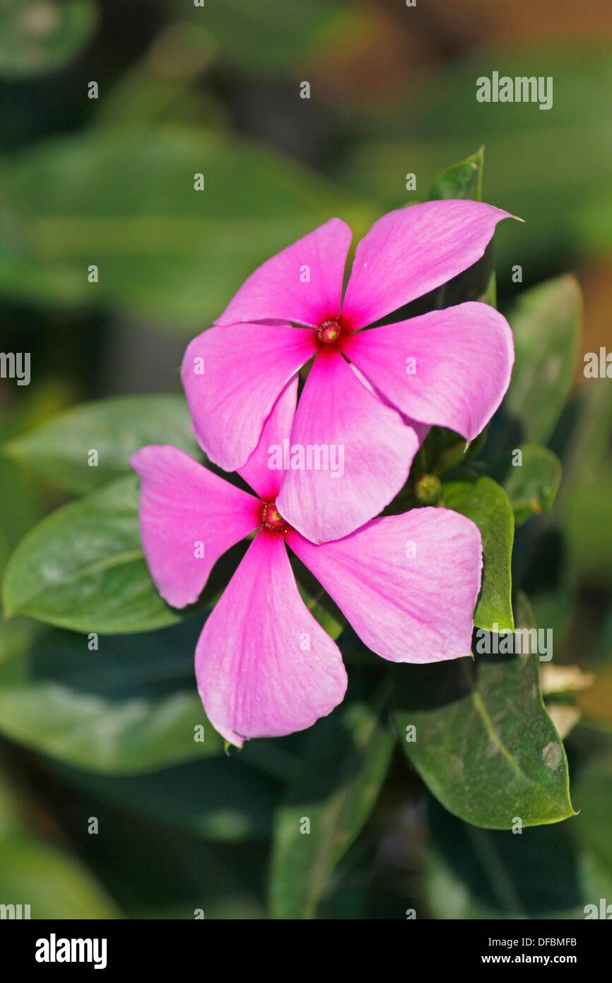 Smooth Periwinkle High Resolution Stock Photography and Images - Alamy