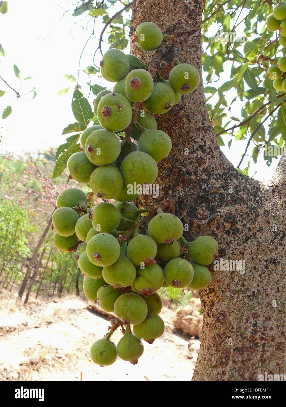 Cluster Of Fruits Stock Photos & Cluster Of Fruits Stock Images - Alamy
