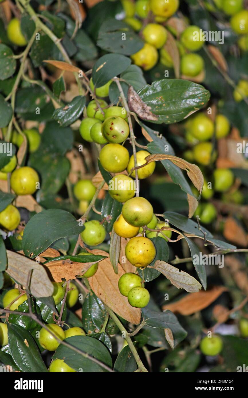 Jujube forest hi-res stock photography and images - Alamy