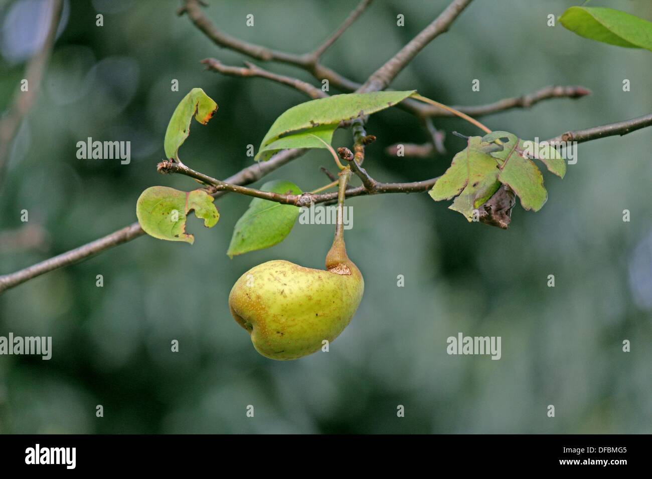 Pear Psylla High Resolution Stock Photography and Images - Alamy