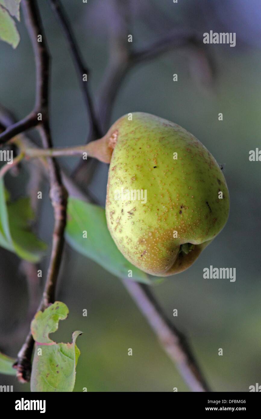 Pear Psylla High Resolution Stock Photography and Images - Alamy