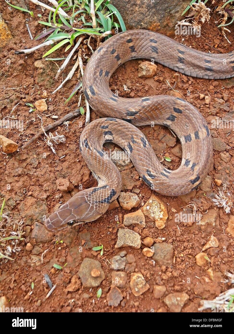 Snake of western ghats hi-res stock photography and images - Alamy
