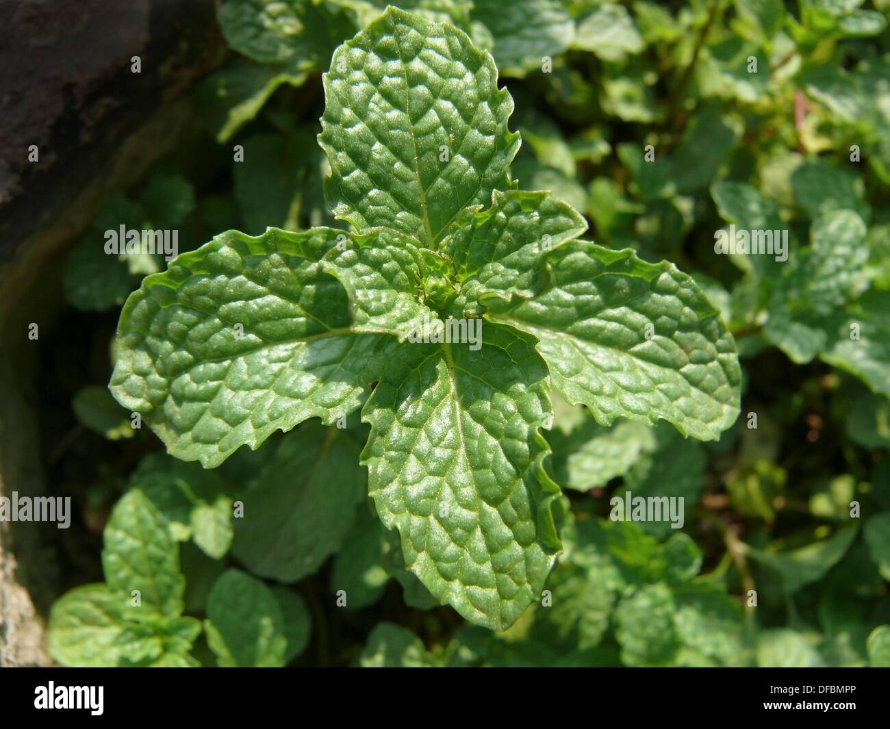 Mentha Medicinal Stock Photos & Mentha Medicinal Stock Images - Alamy
