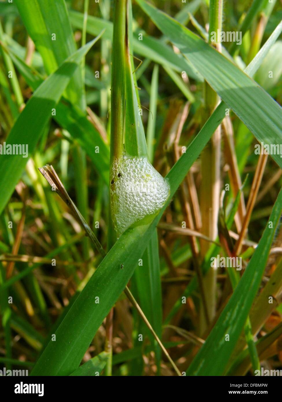 Spit frog hopper hi-res stock photography and images - Alamy