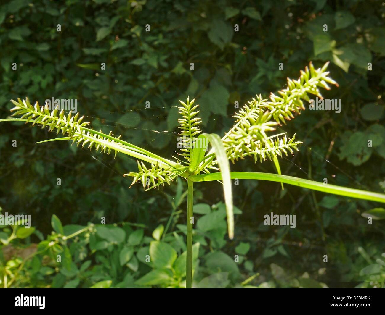 Torulinium odoratum Grass, Medicinal, India Stock Photo - Alamy