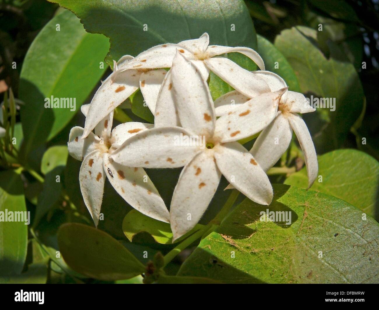 Karwanda hi-res stock photography and images - Alamy