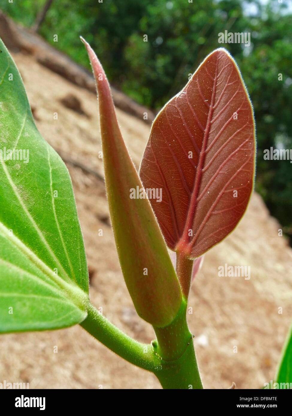 Ficus india hi-res stock photography and images - Alamy