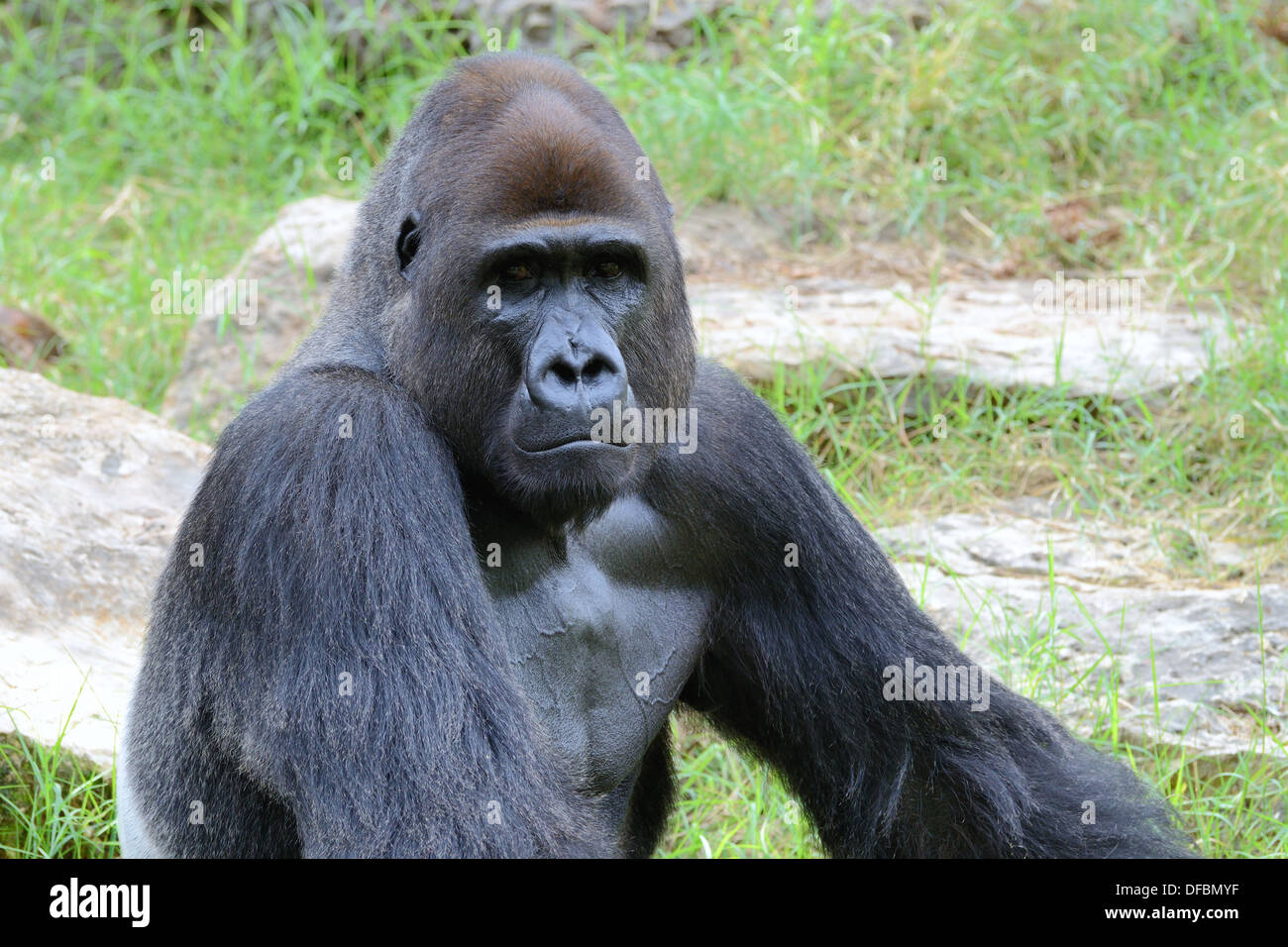 Gorillas the largest extant genus of primates by size, that inhabit the ...