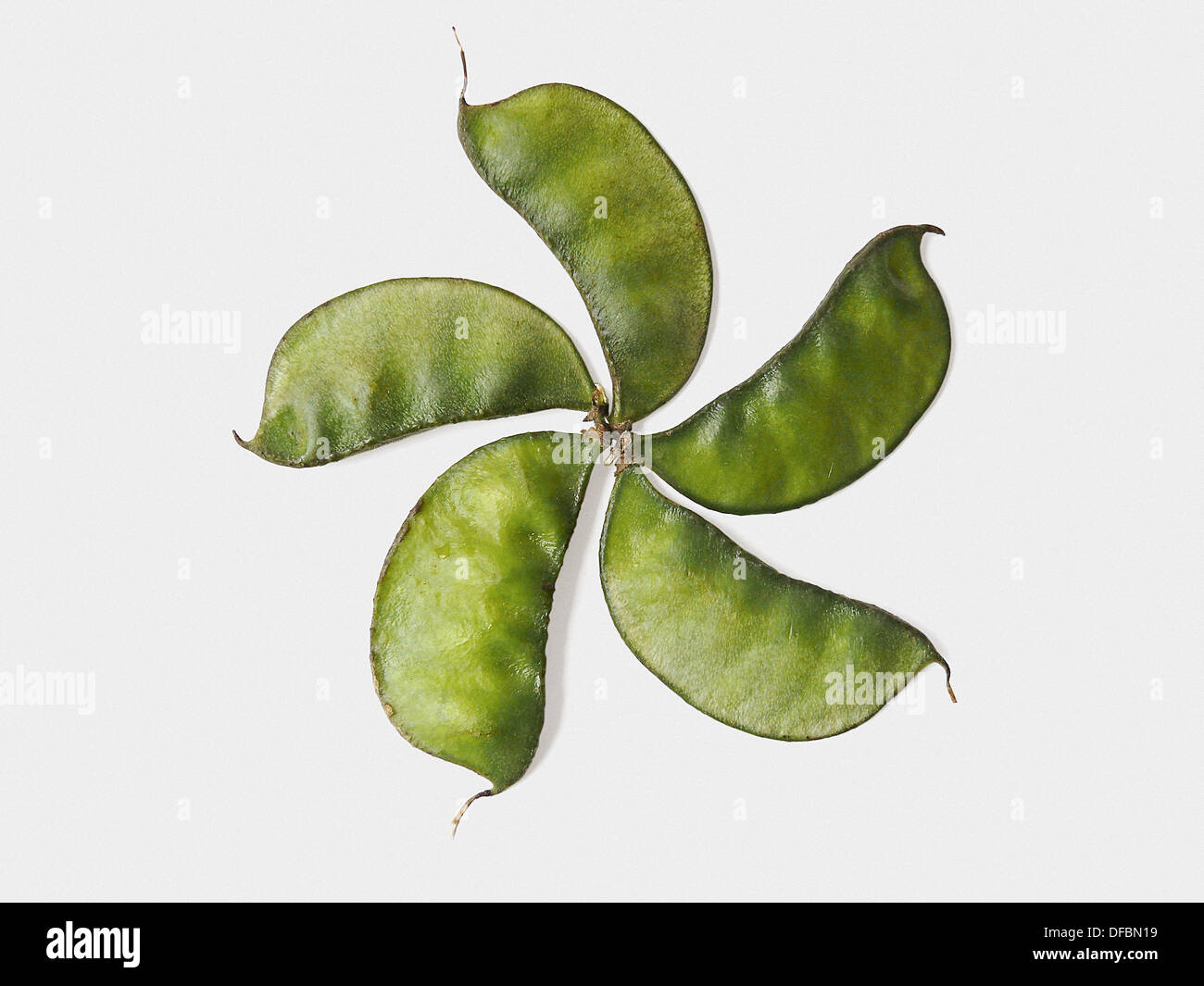 Lablab purpureus l hi-res stock photography and images - Alamy