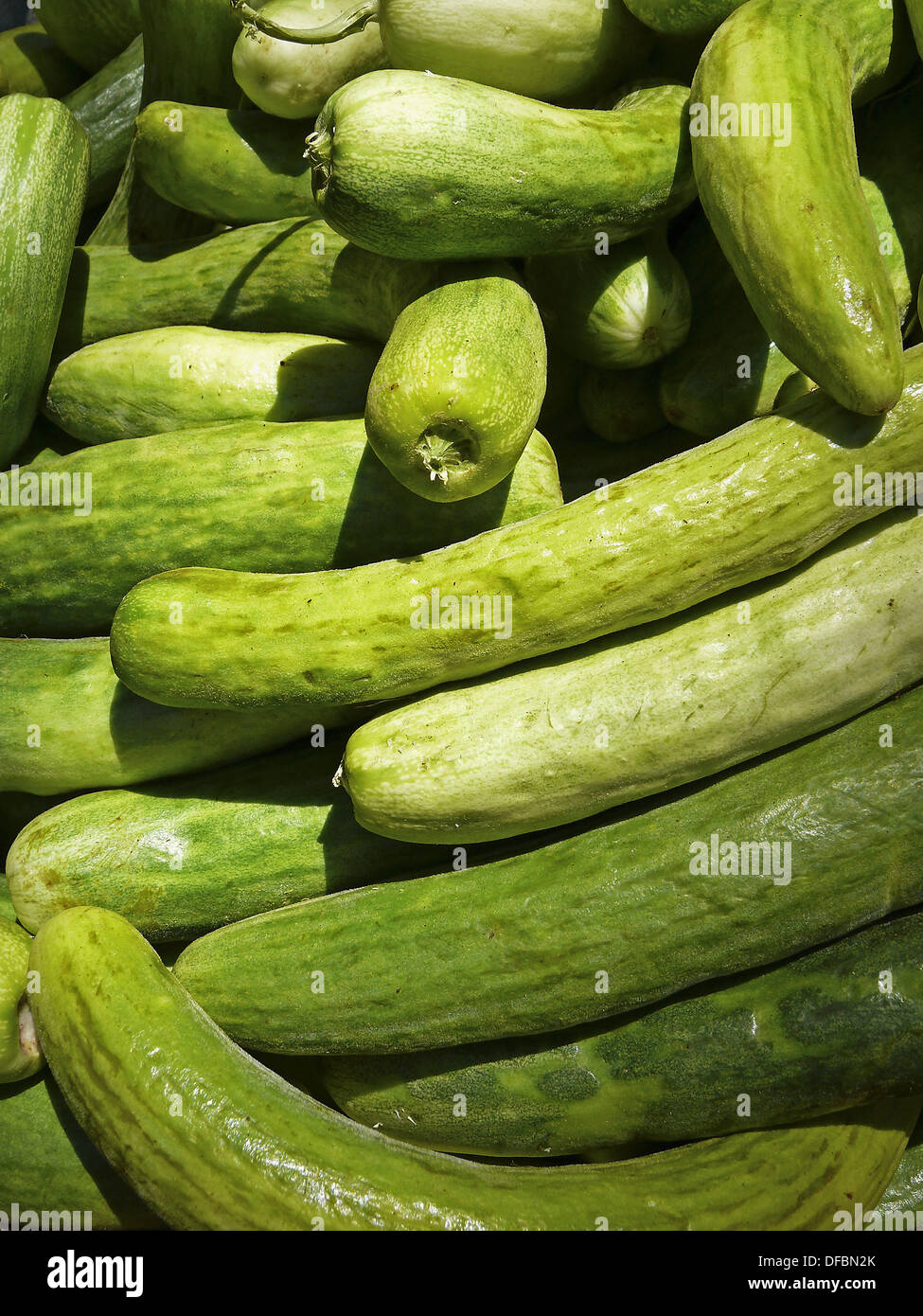 Ridge Cucumber High Resolution Stock Photography and Images - Alamy