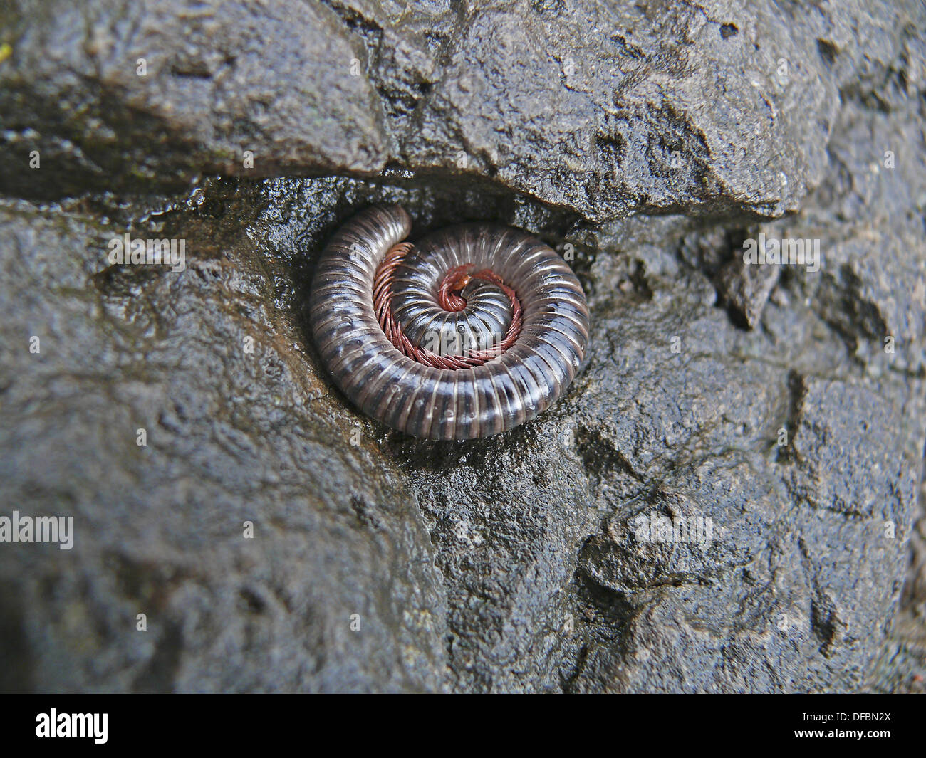 Millipede coil hi-res stock photography and images - Alamy