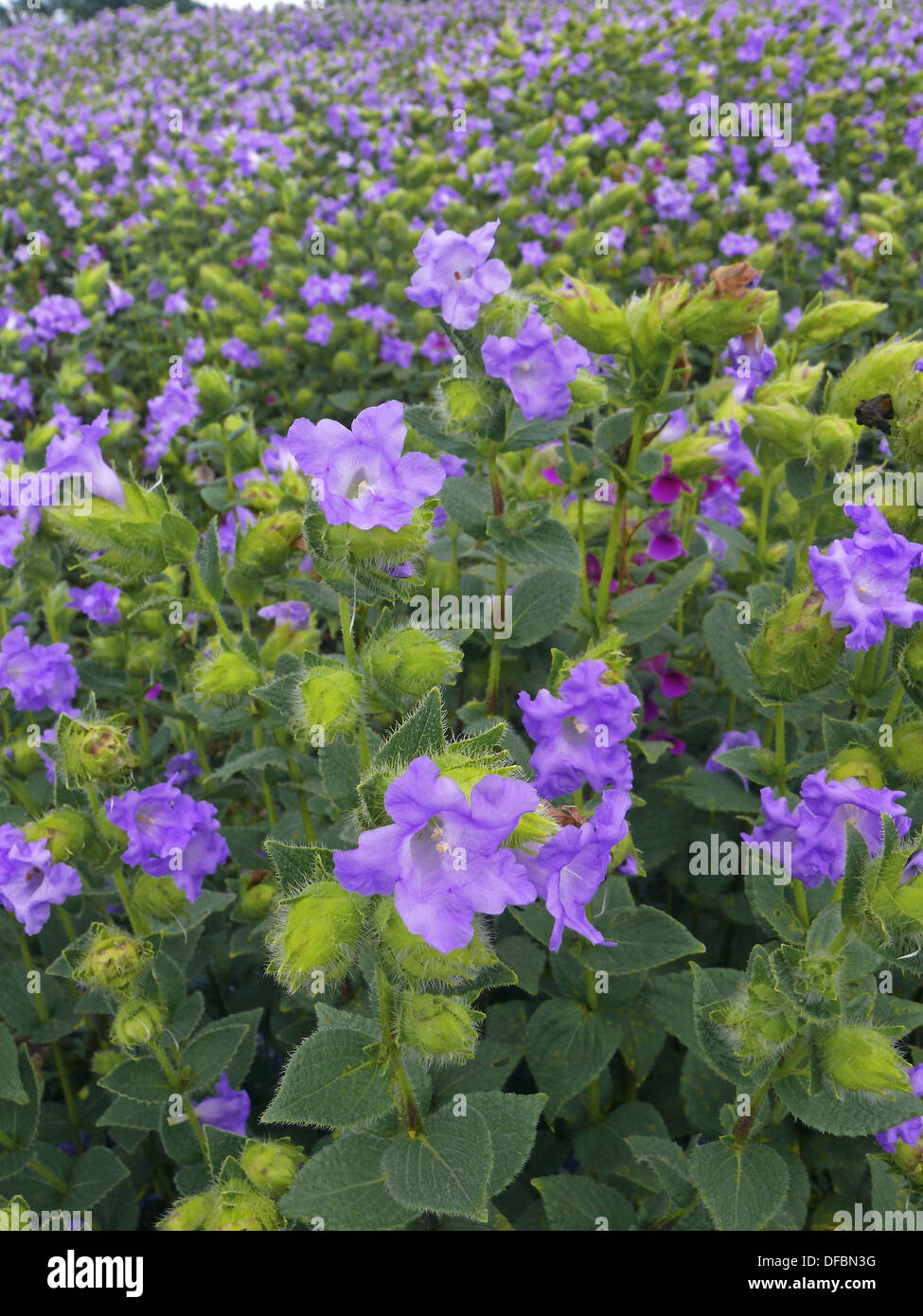 Common name hi-res stock photography and images - Alamy