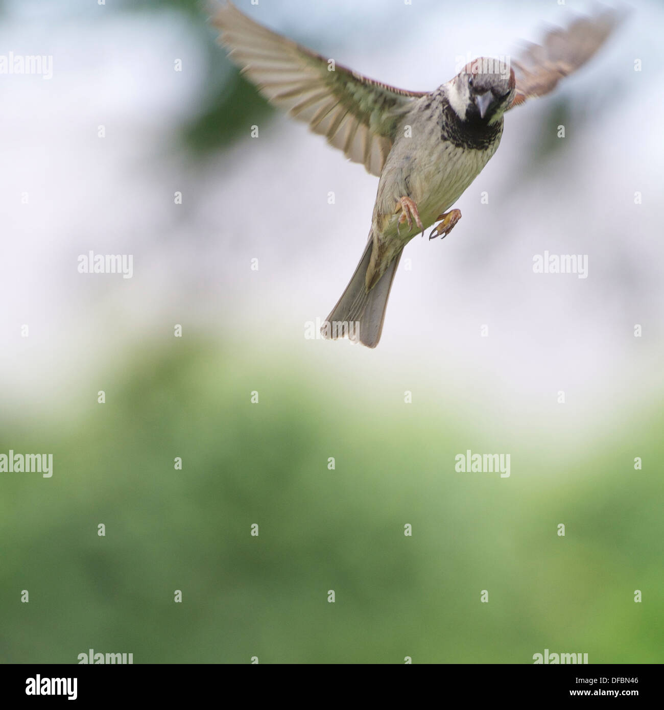 Welsh Garden Birds in flight Stock Photo - Alamy
