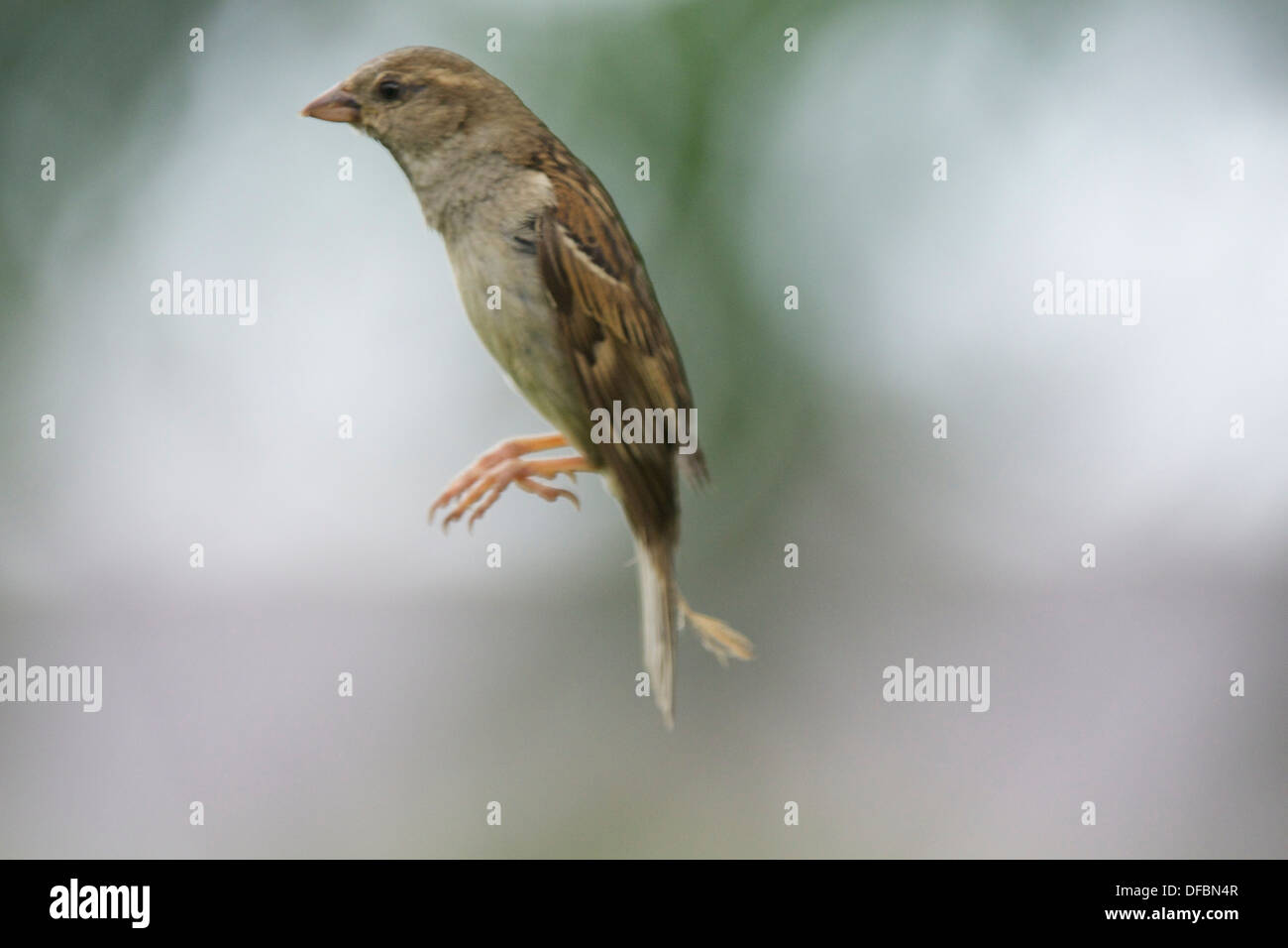 Welsh Garden Birds in flight Stock Photo - Alamy