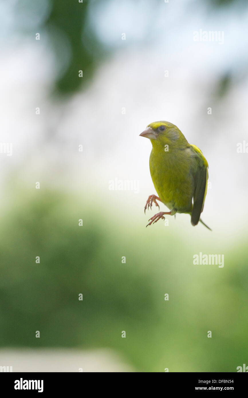 Welsh Garden Birds in flight Stock Photo - Alamy