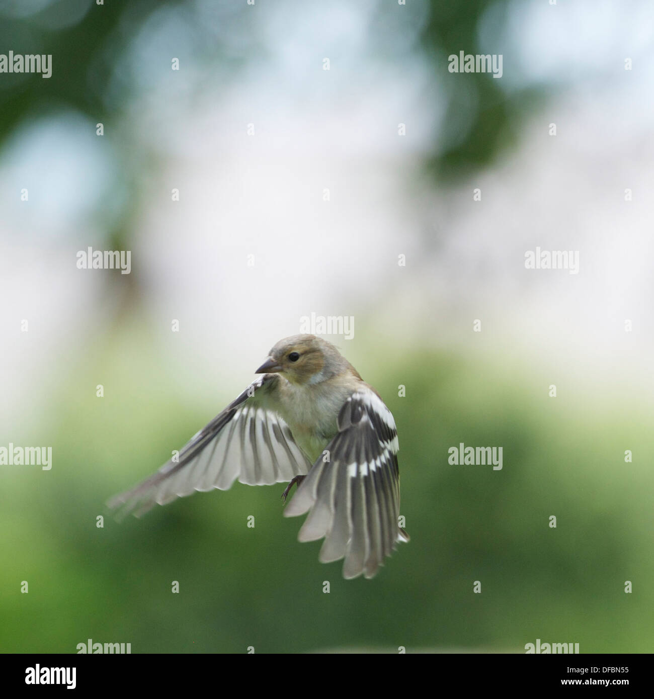 Welsh Garden Birds in flight Stock Photo - Alamy