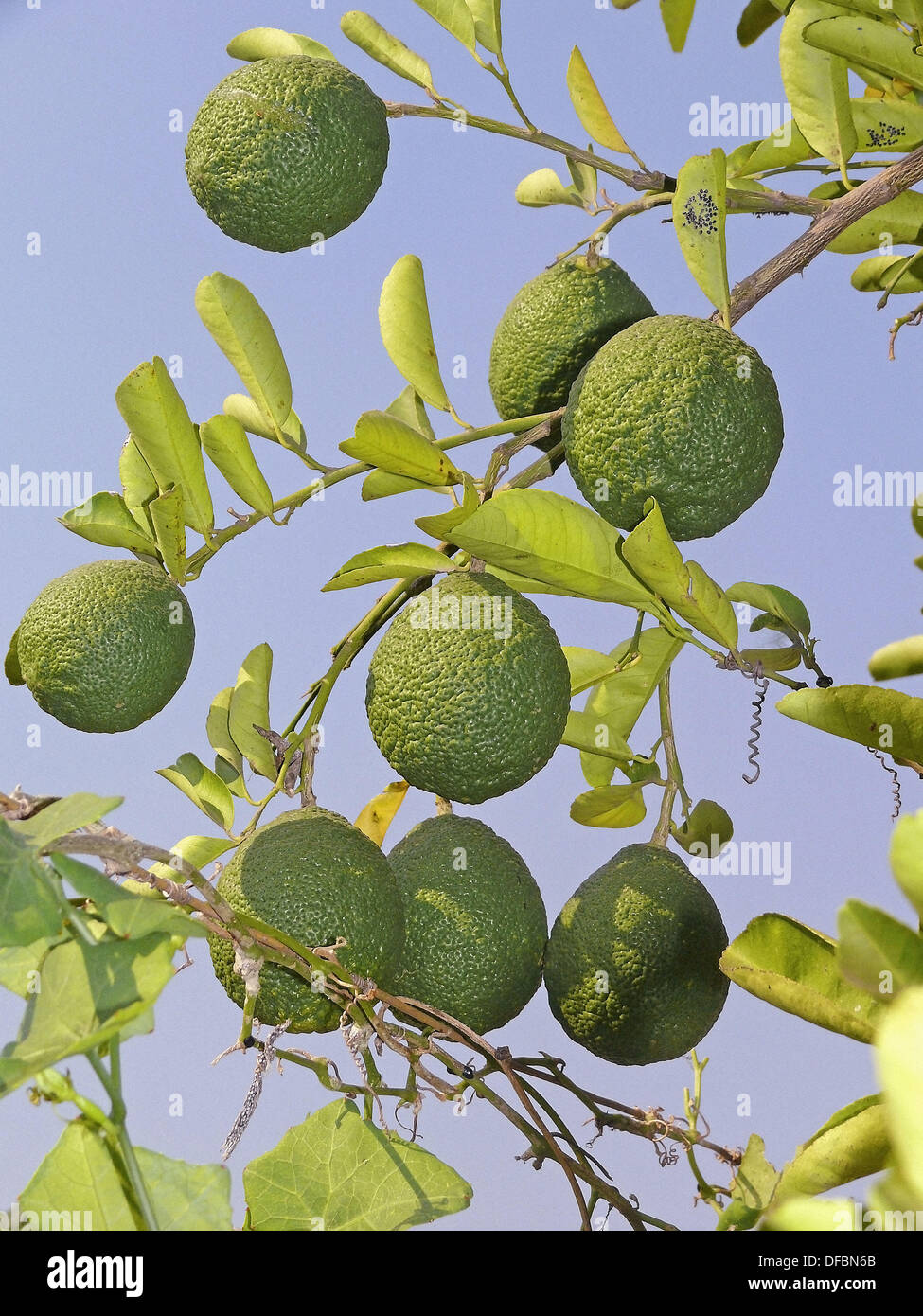 Botany orange citrus aurantium hi-res stock photography and images - Alamy
