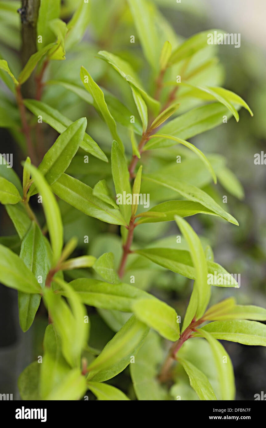 Young Pomegranate Plant