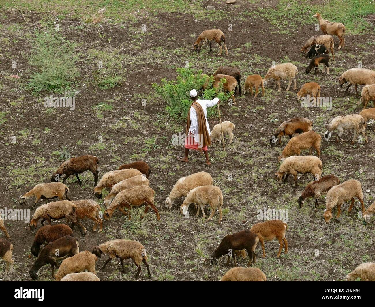 Shepherd india hi-res stock photography and images - Alamy