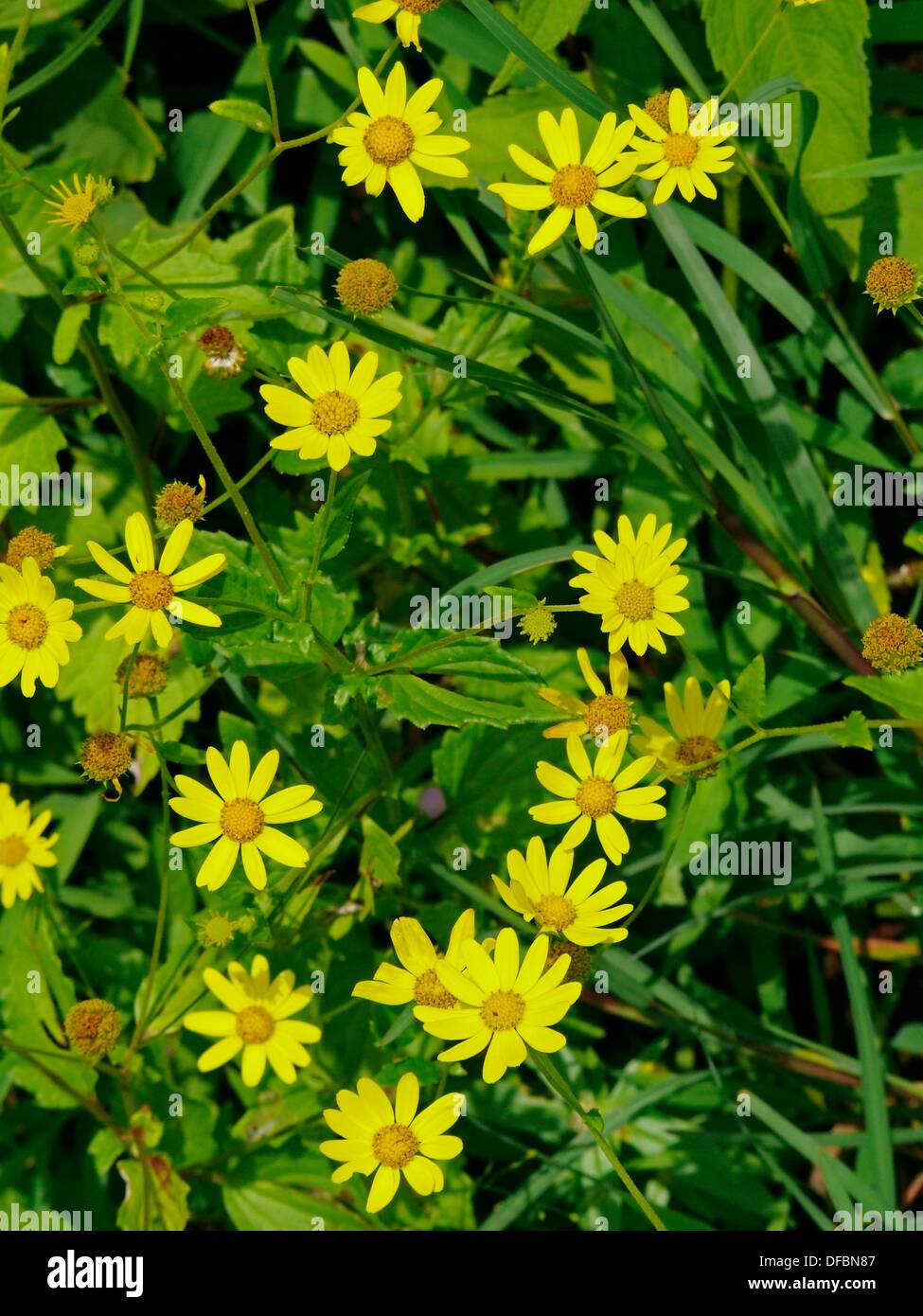 Sonki hi-res stock photography and images - Alamy