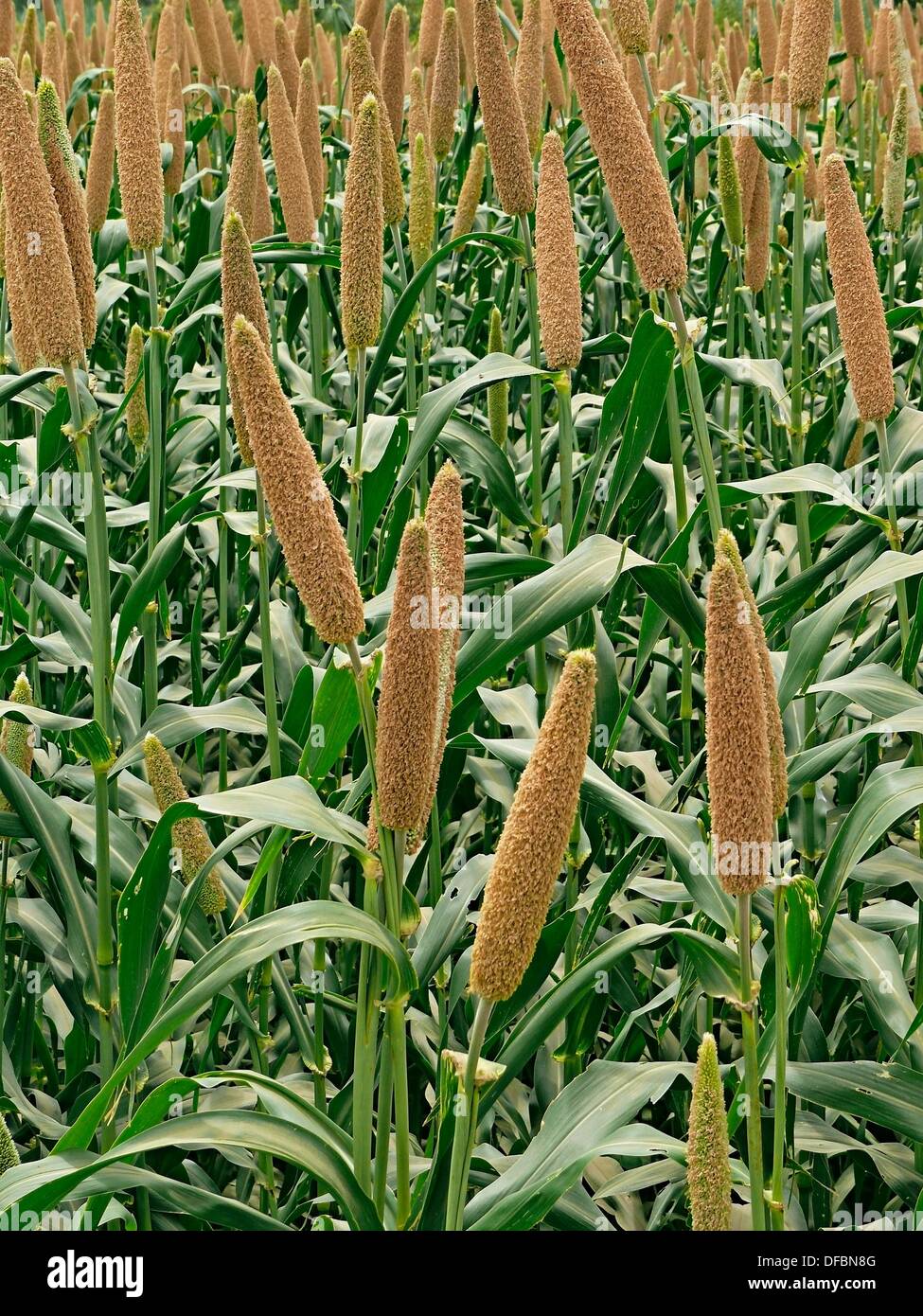 Bajari grain hi-res stock photography and images - Alamy