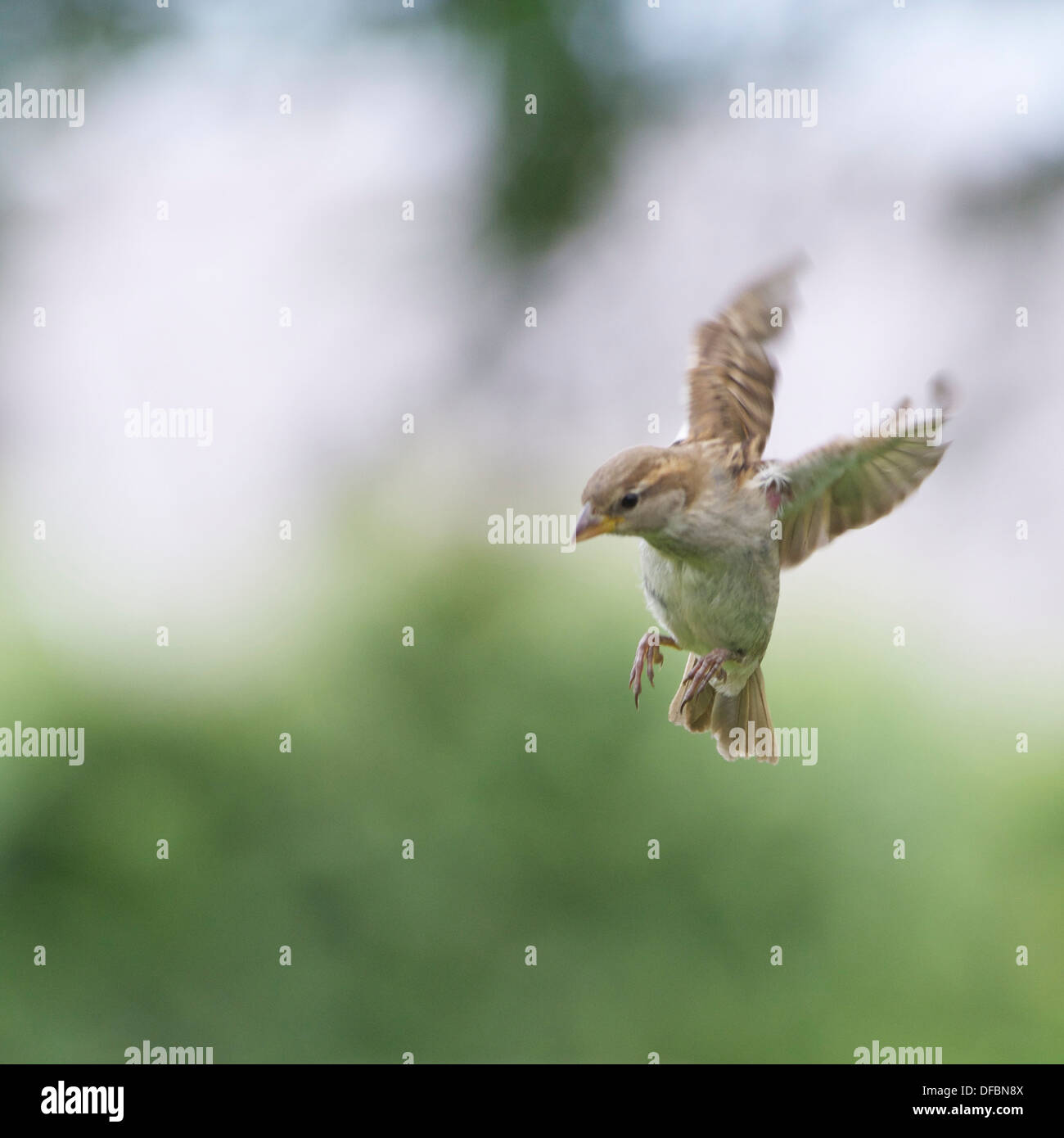 Welsh Garden Birds in flight Stock Photo - Alamy
