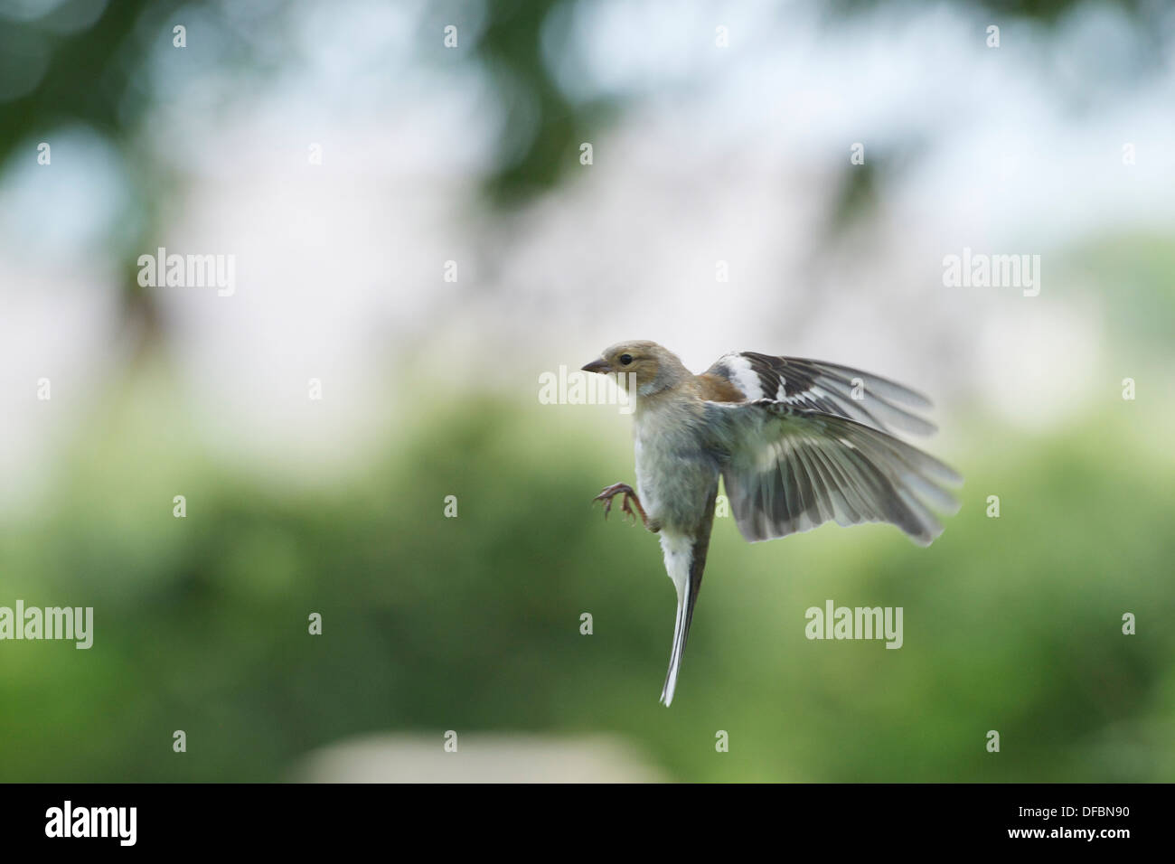 Welsh Garden Birds in flight Stock Photo - Alamy