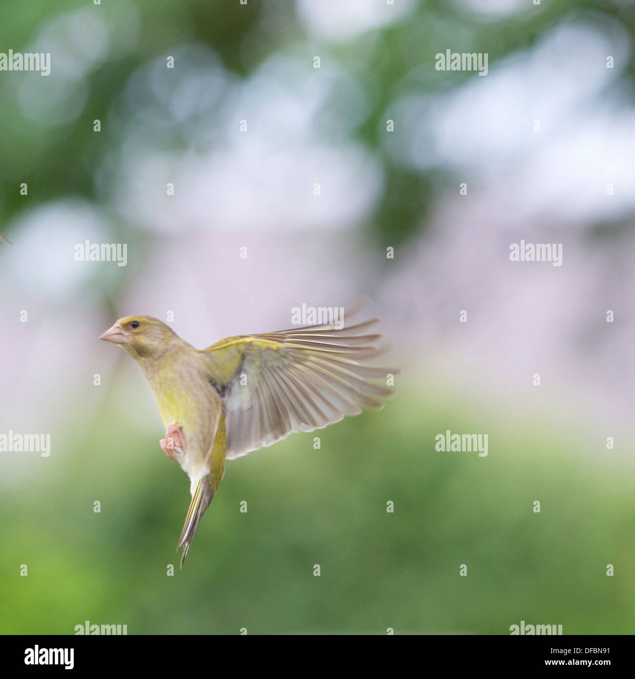 Welsh Garden Birds in flight Stock Photo - Alamy