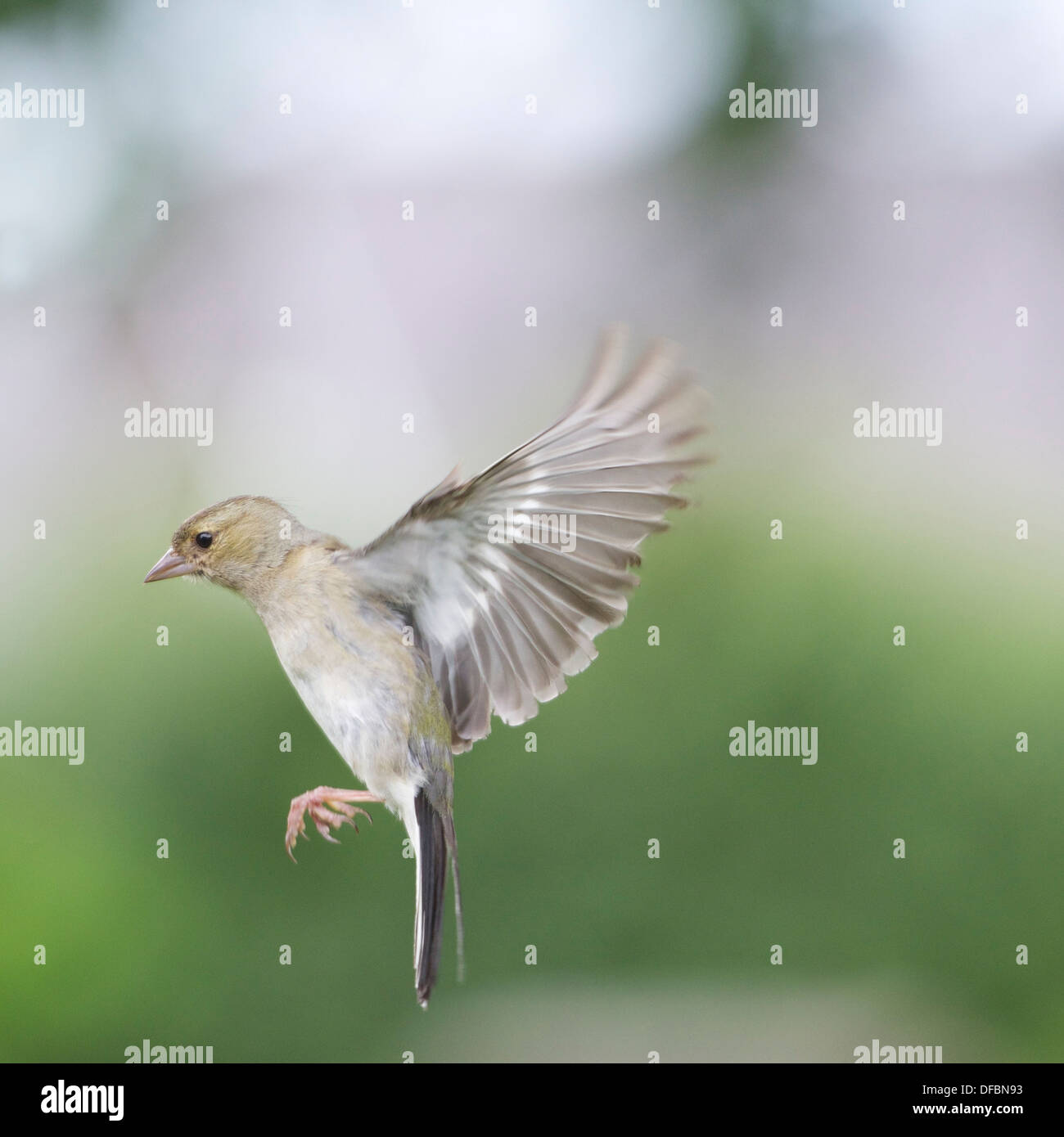 Welsh Garden Birds in flight Stock Photo - Alamy