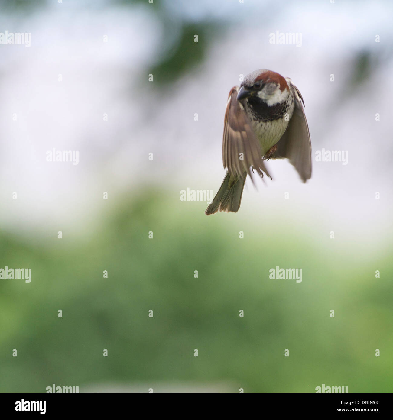 Welsh Garden Birds in flight Stock Photo - Alamy