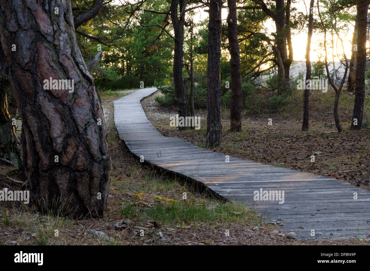Pine forest at beach with wooden foothpath Stock Photo - Alamy