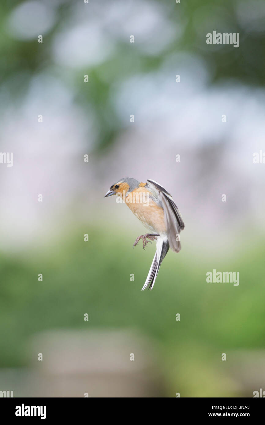 Welsh Garden Birds in flight Stock Photo - Alamy