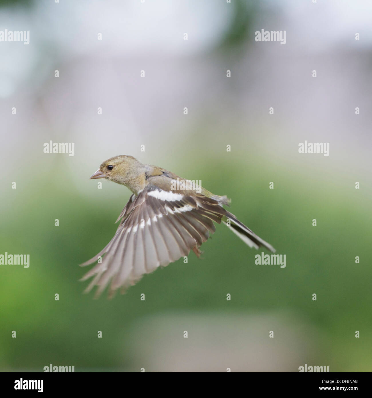 Welsh Garden Birds in flight Stock Photo - Alamy