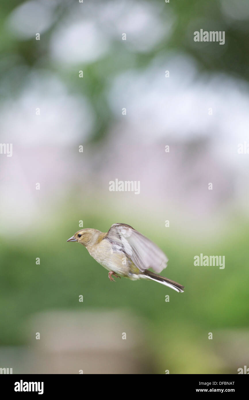 Welsh Garden Birds in flight Stock Photo - Alamy