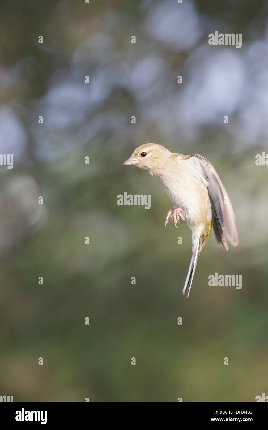 Welsh Garden Birds in flight Stock Photo - Alamy