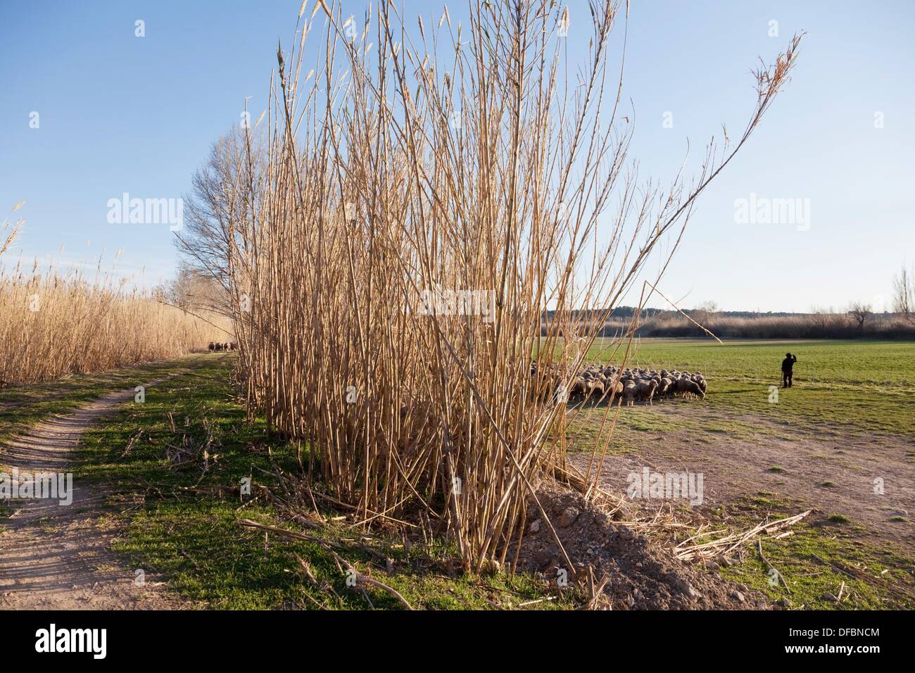 Flock of sheep and shepherd in cane field in Provence, Arles, France ...