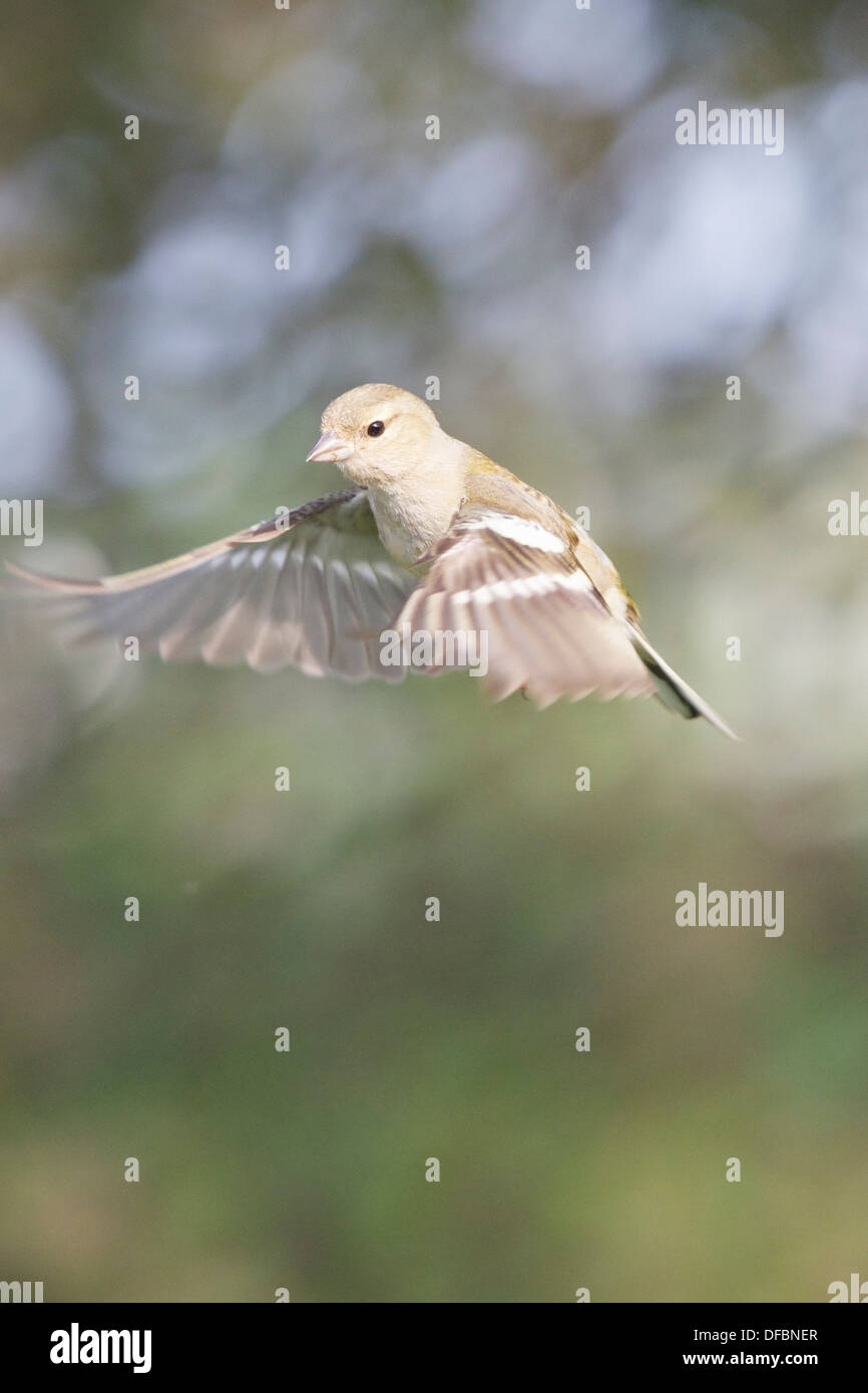 Welsh Garden Birds in flight: female sparrow in flight Stock Photo - Alamy
