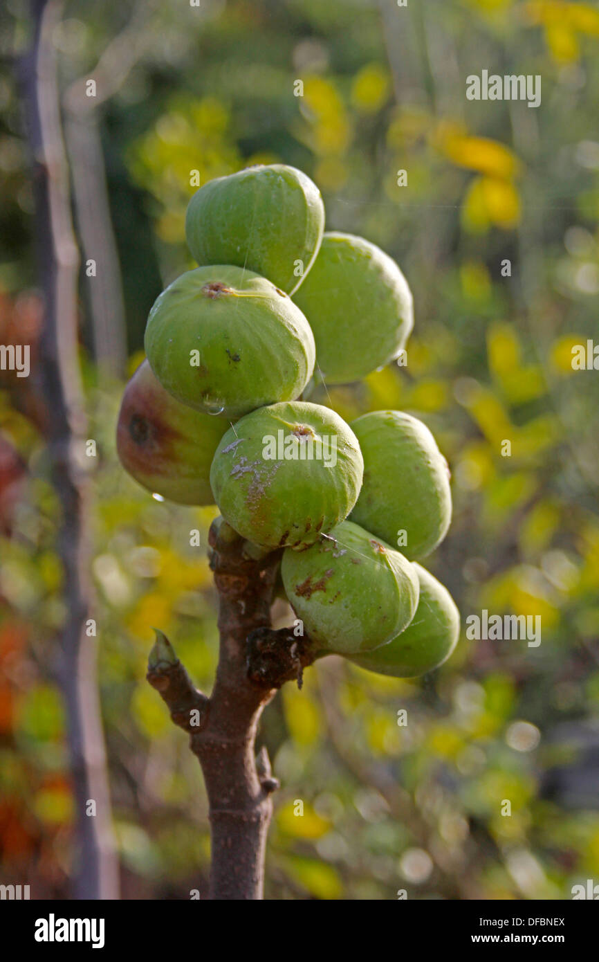 Fig india hi-res stock photography and images - Alamy