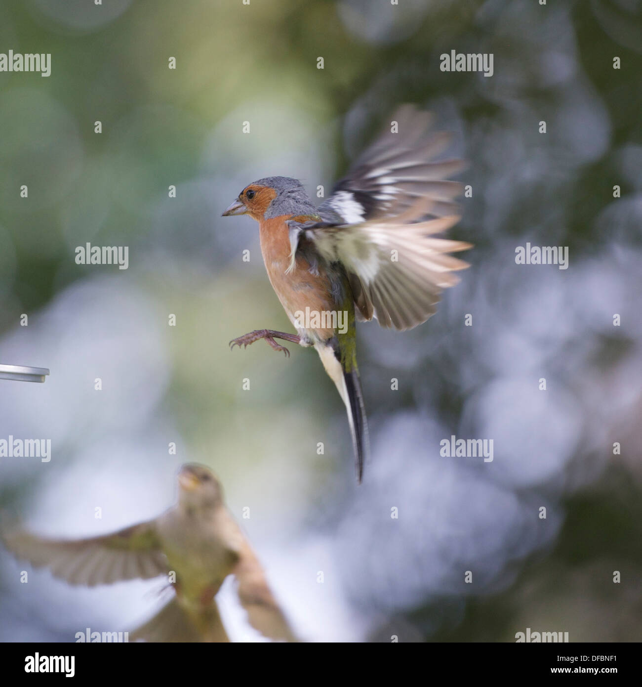 Welsh Garden Birds in flight: Male chaffinch and a greenfinch approac a ...
