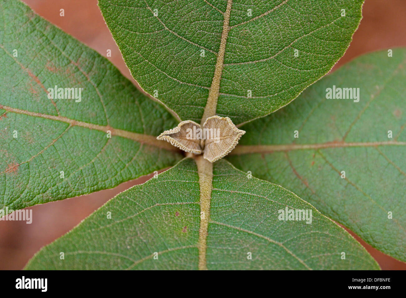 Tectona Grandis Stock Photos & Tectona Grandis Stock Images - Alamy